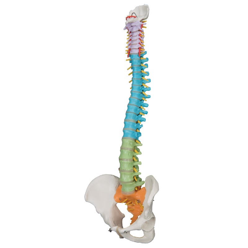3B Scientific Didactic Flexible Spine | Health and Care